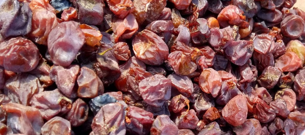 The Humbling Experience of a Tokaji Aszú Harvest - Taste Hungary